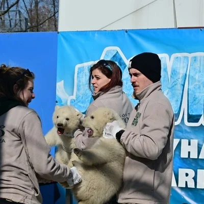 Ahogy a gyerekek a jegesmedve bocsok sem kedvelik az orvosi vizsgálatot